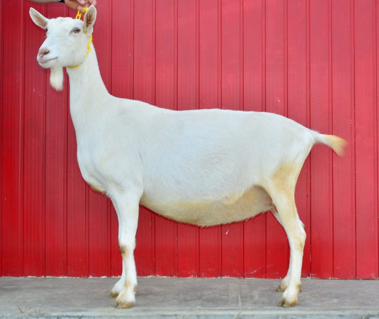 Cabras Lecheras Saanen en Venezuela | Granja Mirabella